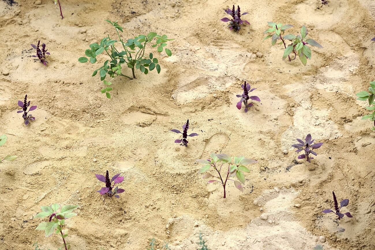 Michael Rakowitz The Waiting Gardens of the North | Baltic Centre for ...